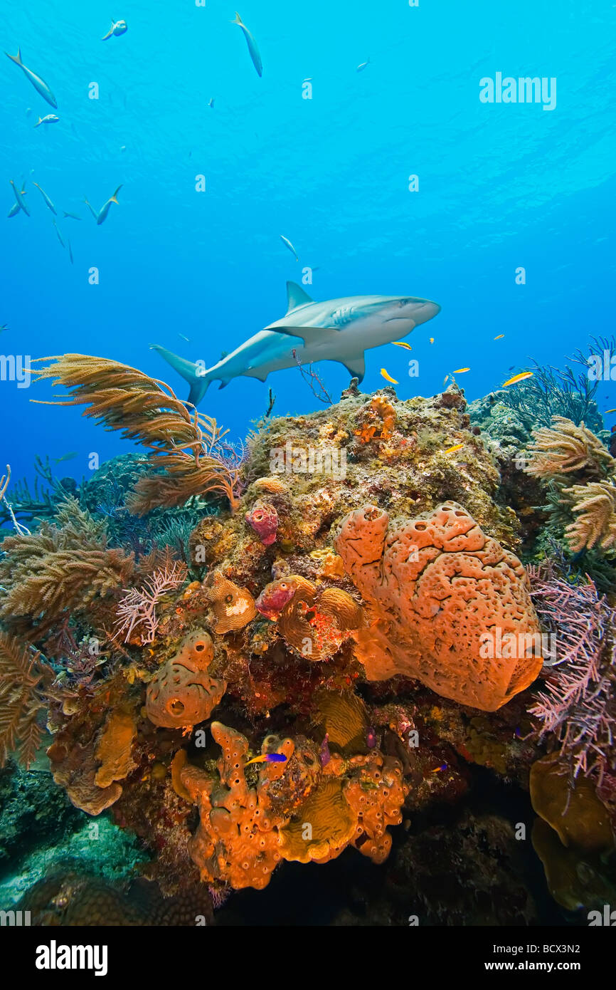 Shark over reef vertical hi-res stock photography and images - Alamy