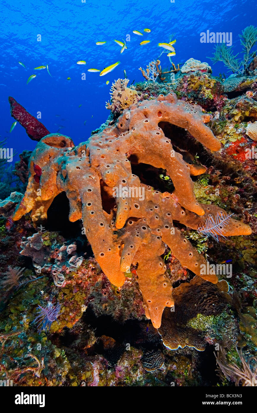 Brown Encrusting Octopus Sponge, Brown Volcano Sponge, Ectyoplasia ...