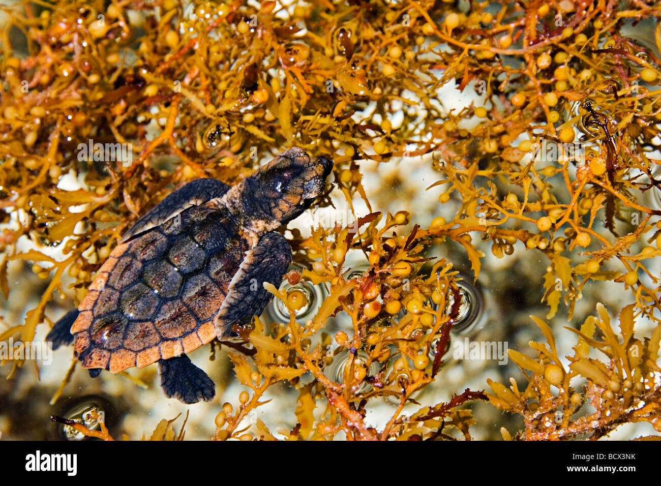 loggerhead turtle hatchlings, taking refuge among sargassum weed ...