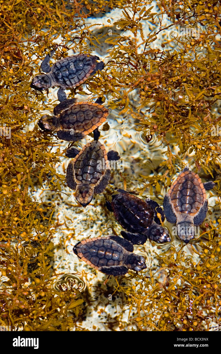 loggerhead turtle hatchlings, taking refuge among sargassum weed ...