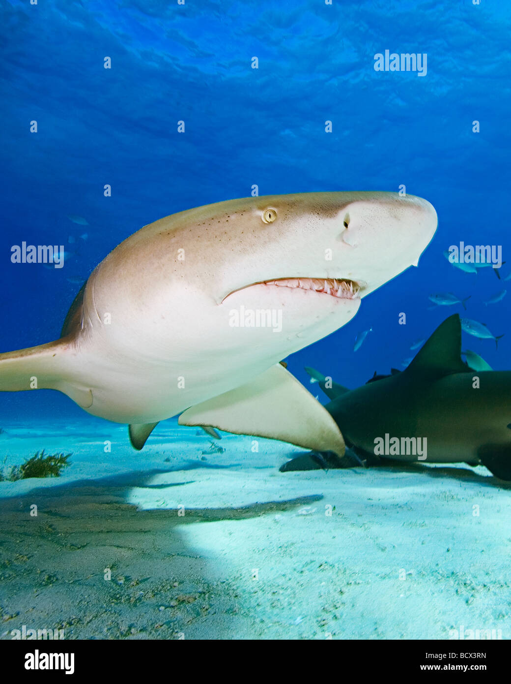 Lemon Sharks, Negaprion brevirostris, Atlantic Ocean, Bahamas Stock ...