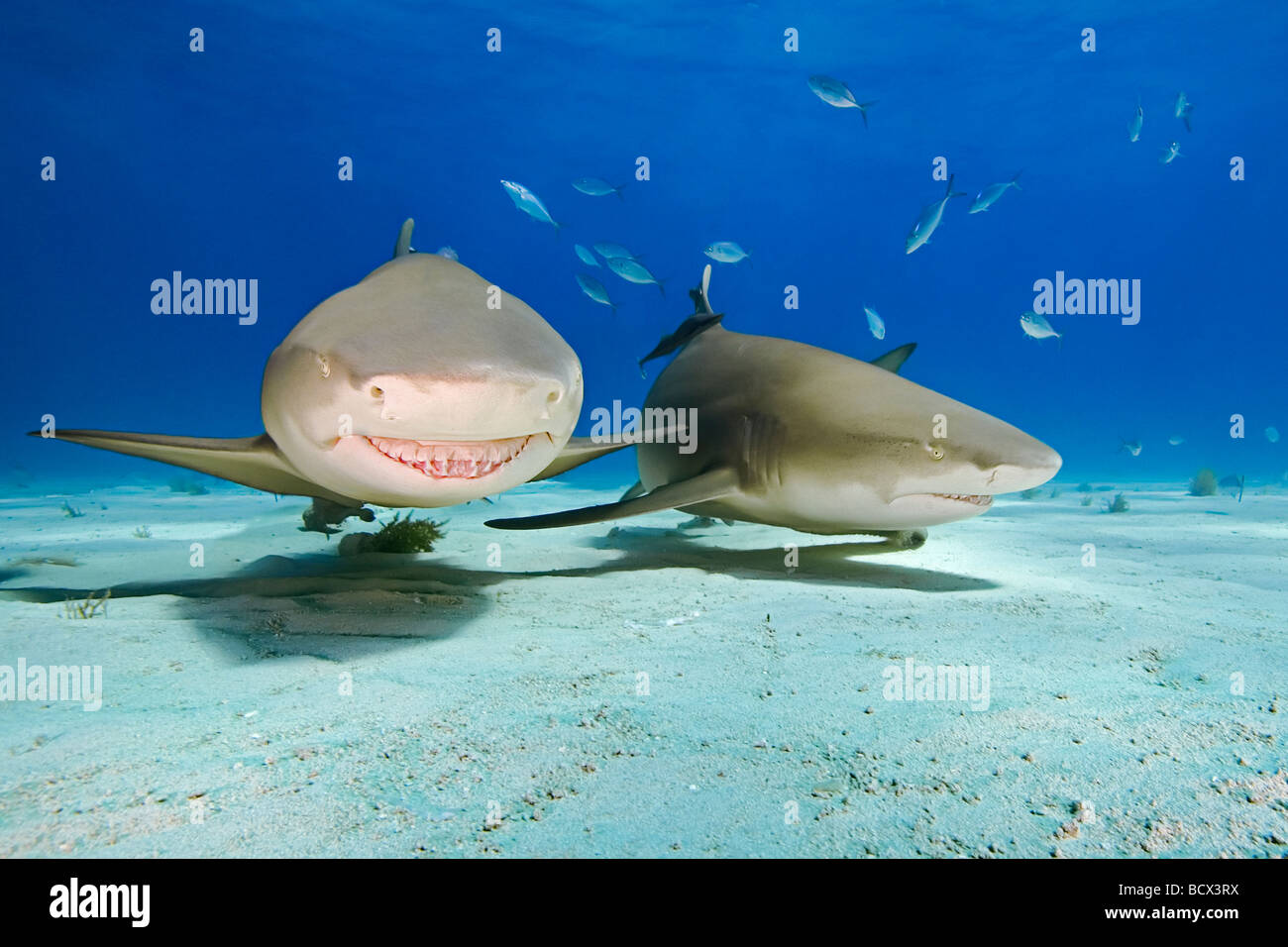 Lemon Sharks, Negaprion brevirostris, Atlantic Ocean, Bahamas Stock ...