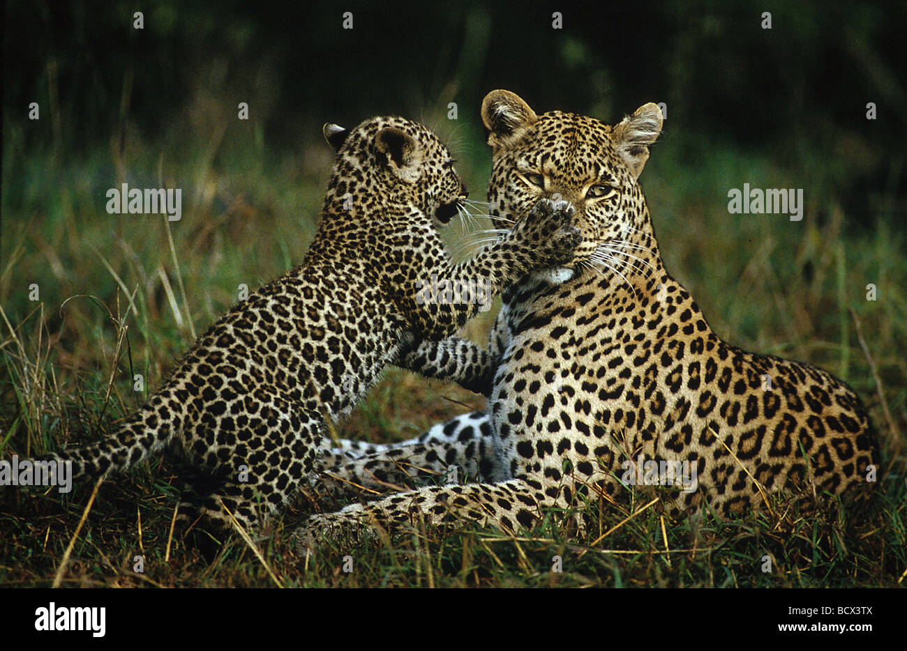 leopard / panthera pardus Stock Photo - Alamy