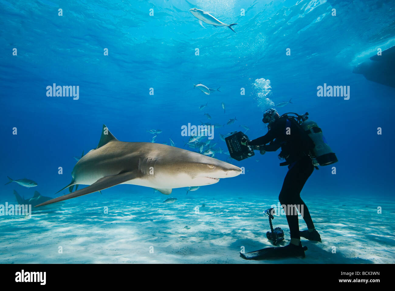 Lemon Shark and Underwater Photographer Negaprion brevirostris West End ...