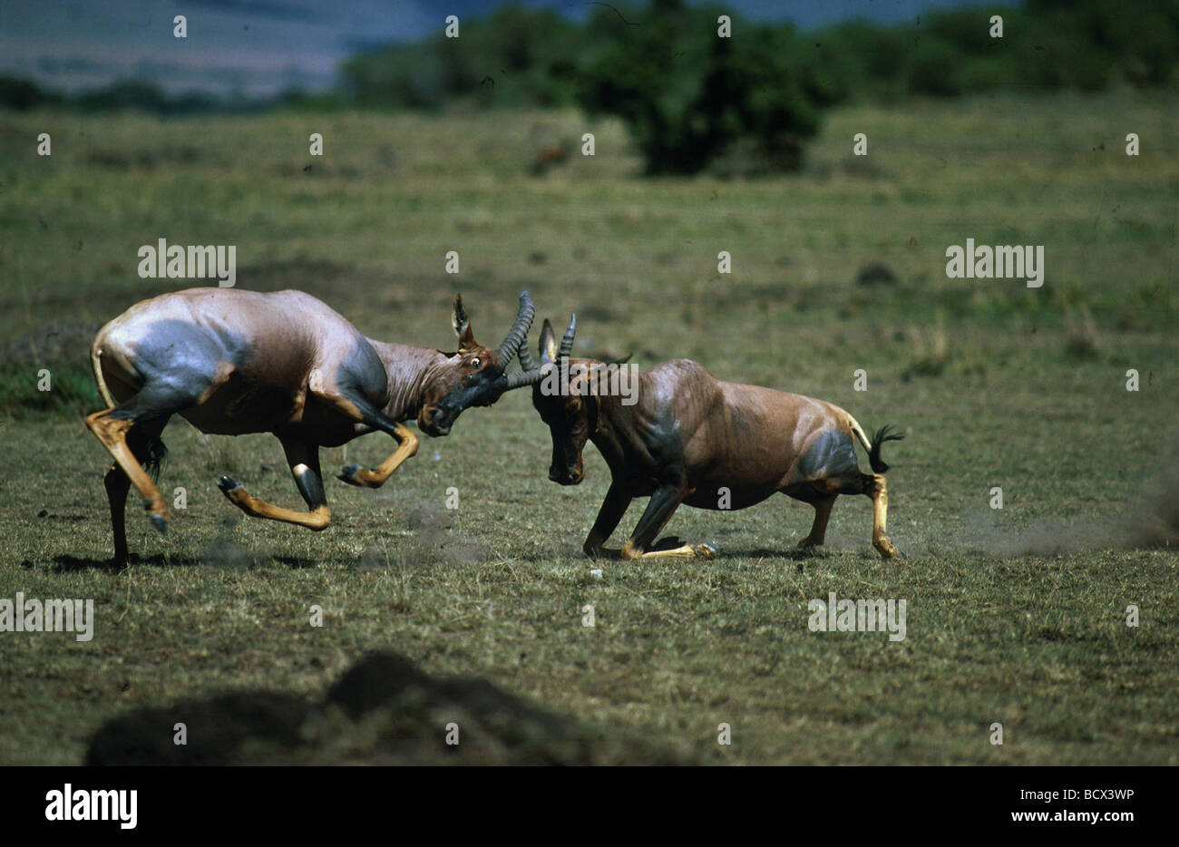 damaliscus lunatus / topi tsessebi Stock Photo - Alamy