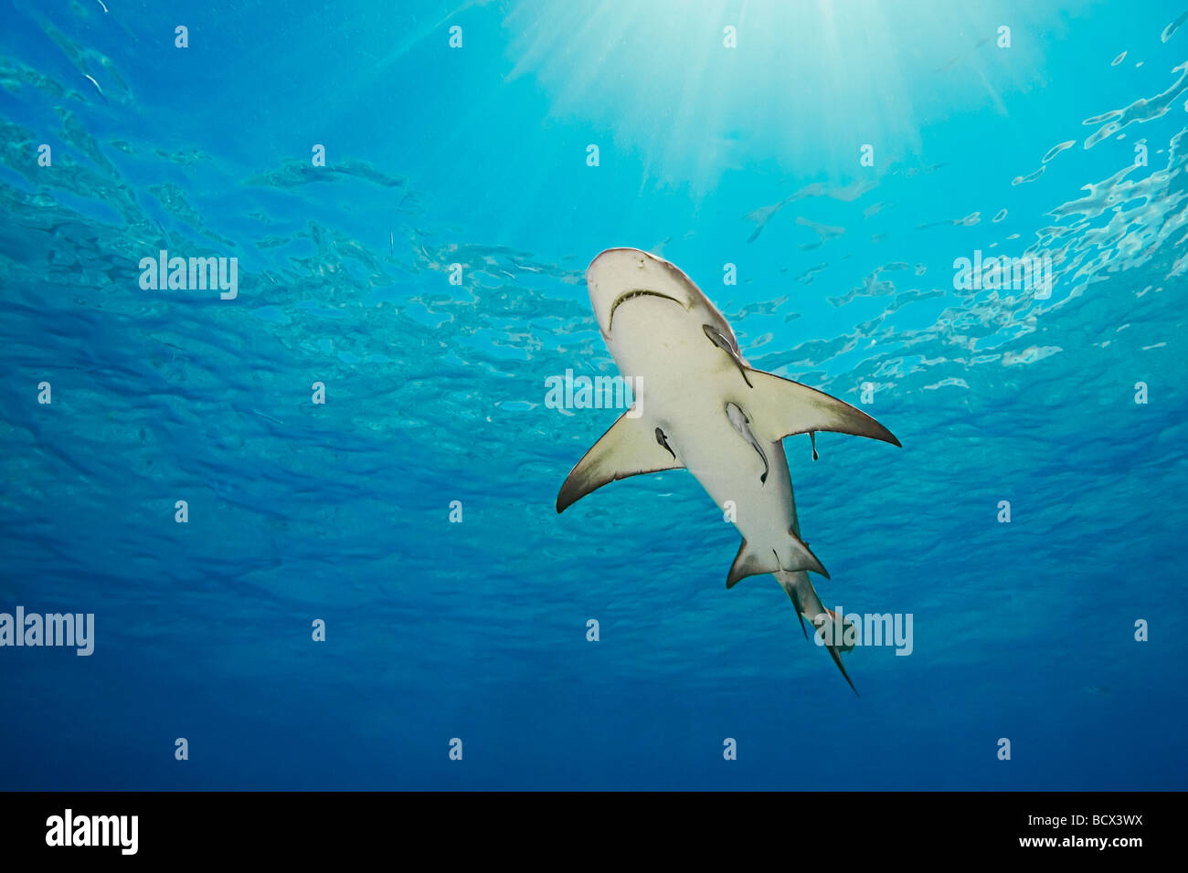 Lemon Shark Negaprion brevirostris West End Grand Bahamas Caribbean Sea ...