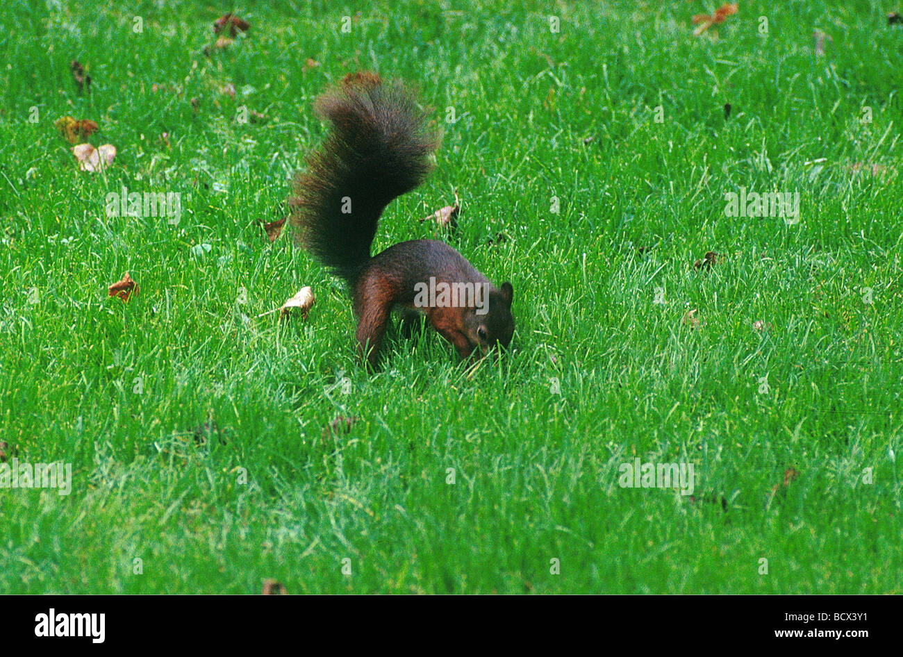 Squirrel burying nuts hi-res stock photography and images - Alamy