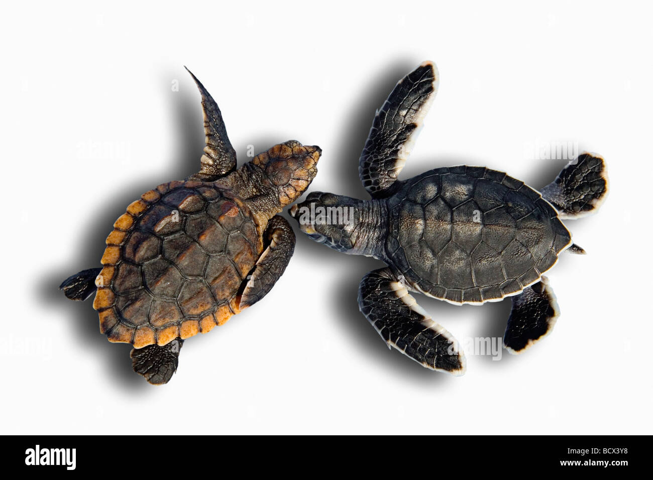 Loggerhead Sea Turtle hatchling in open water Caretta caretta Sargasso ...