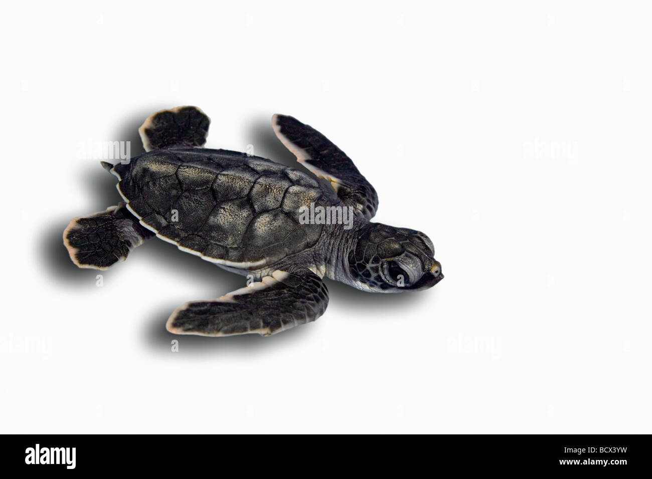 Loggerhead Sea Turtle hatchling in open water Caretta caretta Sargasso ...