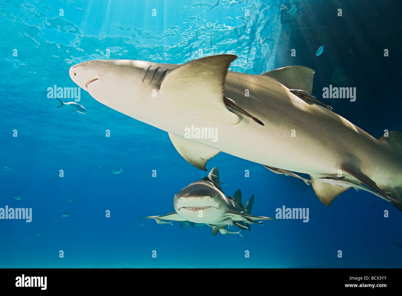 Lemon Sharks Negaprion brevirostris West End Grand Bahamas Caribbean ...