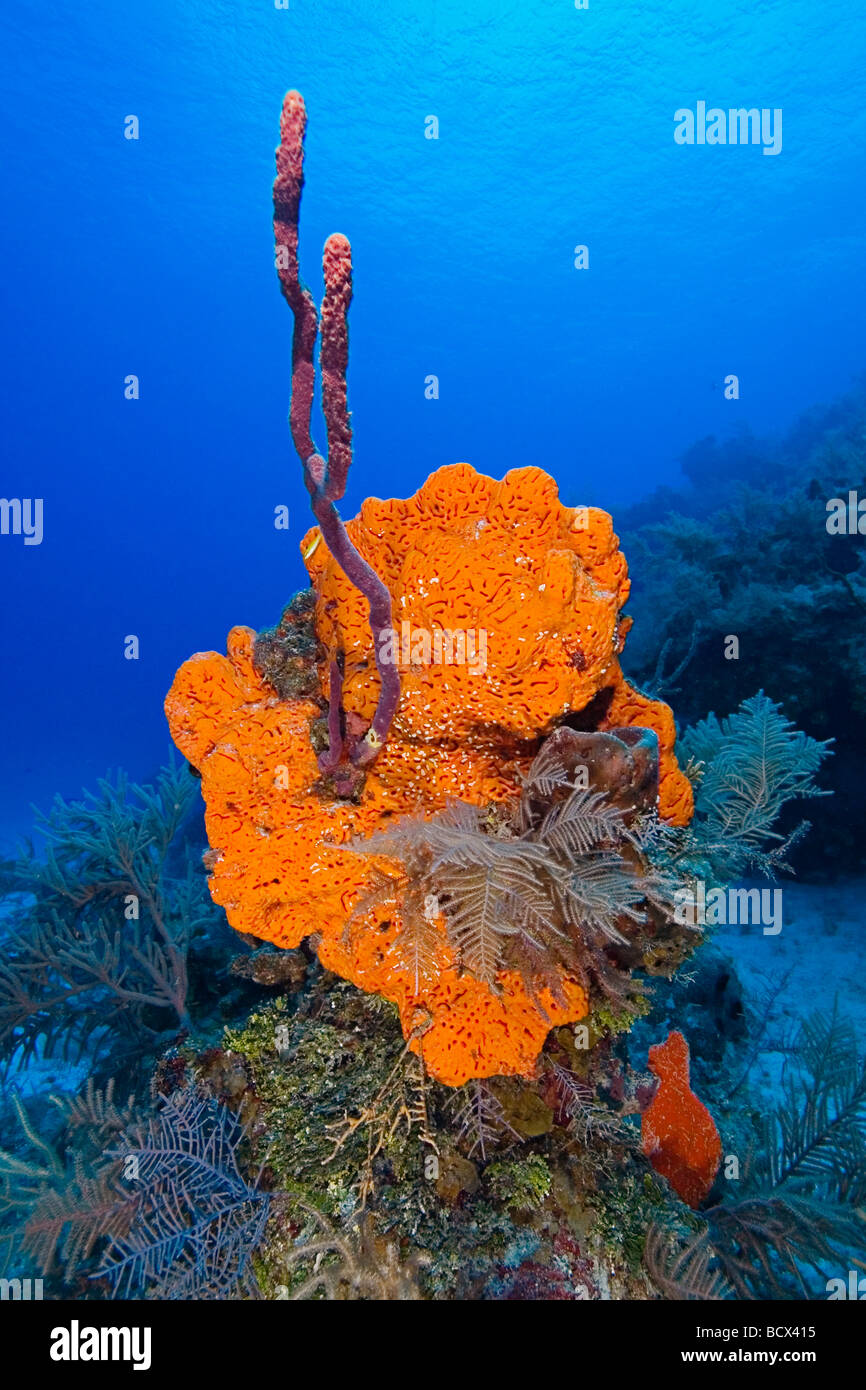 Orange Elephant Ear Sponge, Agelas clathrodes, West End, Atlantic Ocean ...
