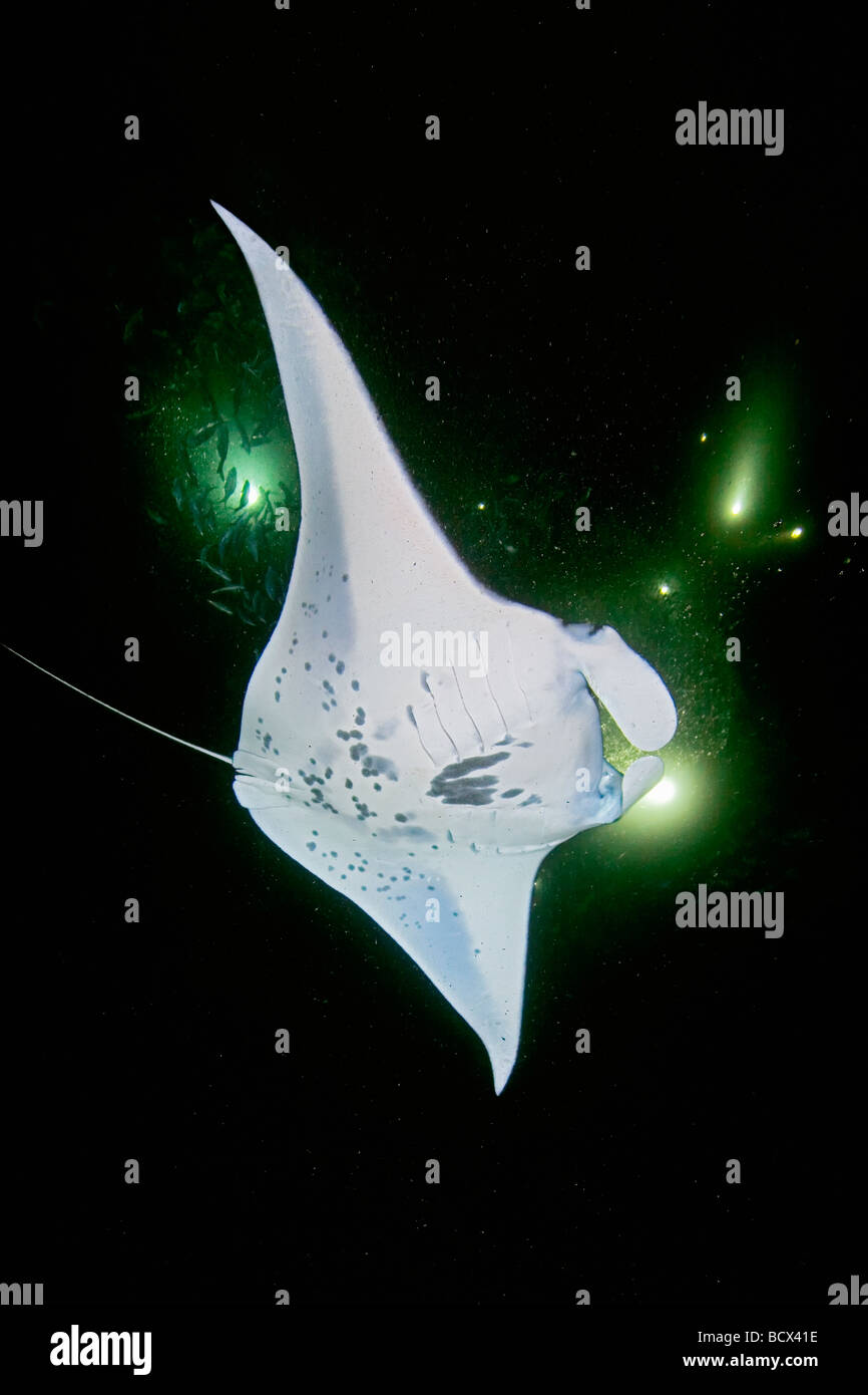 Plankton plancton marine High Resolution Stock Photography and Images ...
