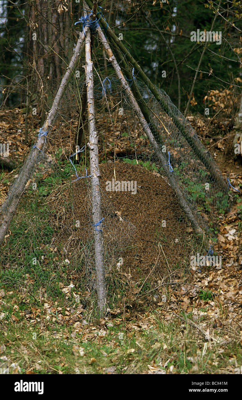 Formicidae / ant burrow Stock Photo - Alamy