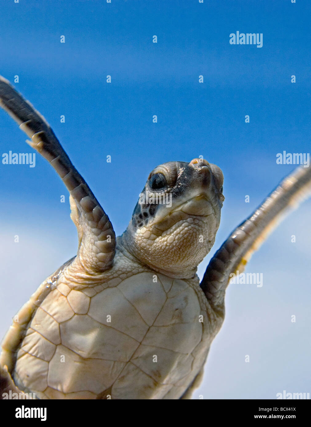 Loggerhead Sea Turtle hatchling in open water Caretta caretta Sargasso ...
