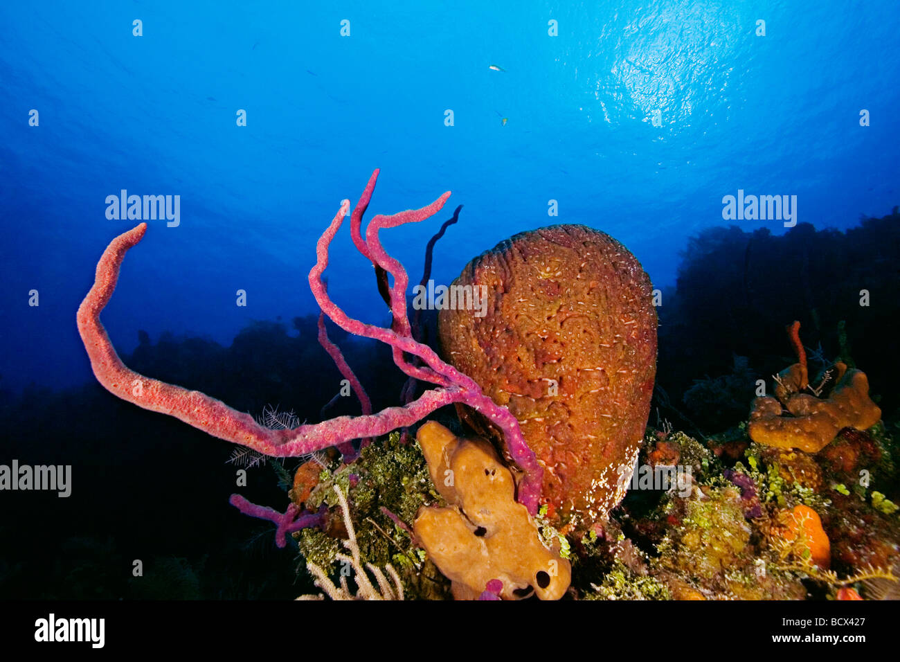 Row Pore Rope Sponge and Brown Tube Sponge, Aplysina cauliformis ...