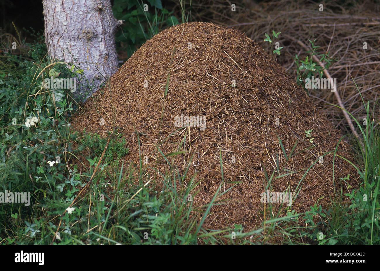 Formicidae / Ants" burrow Stock Photo - Alamy