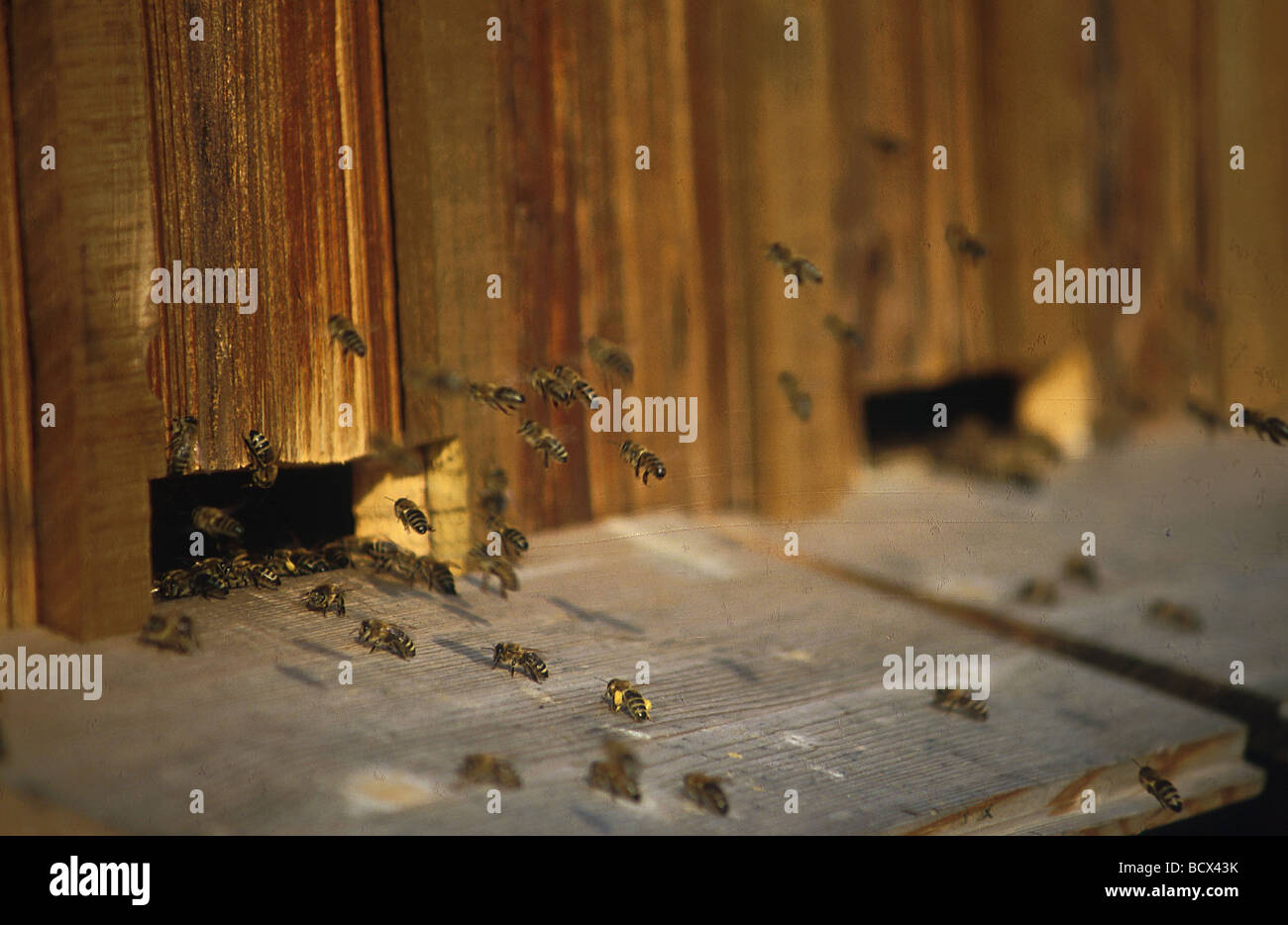 apis mellifera mellifera / honey bees - landing on the bee-hive Stock ...