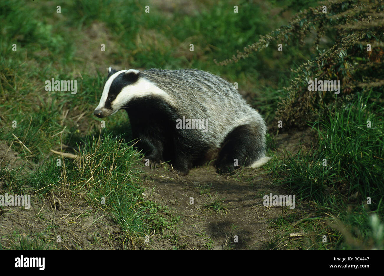 Old world badger meles meles hi-res stock photography and images - Alamy