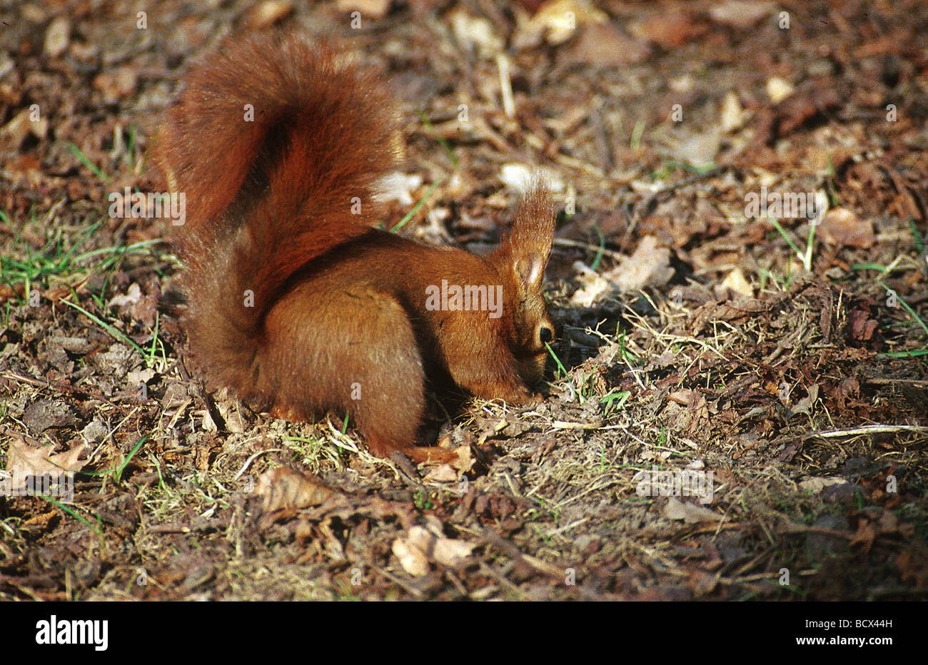 Eurasian Red Squirrel (Sciurus vulgaris). Adult burying a nut in the ...