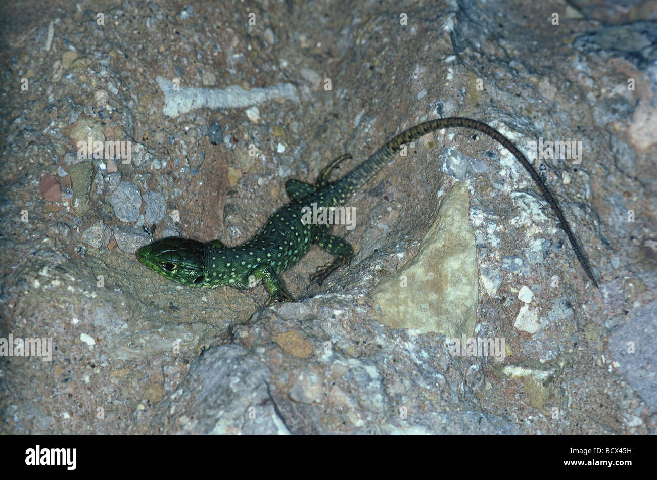 Jewelled hi-res stock photography and images - Alamy