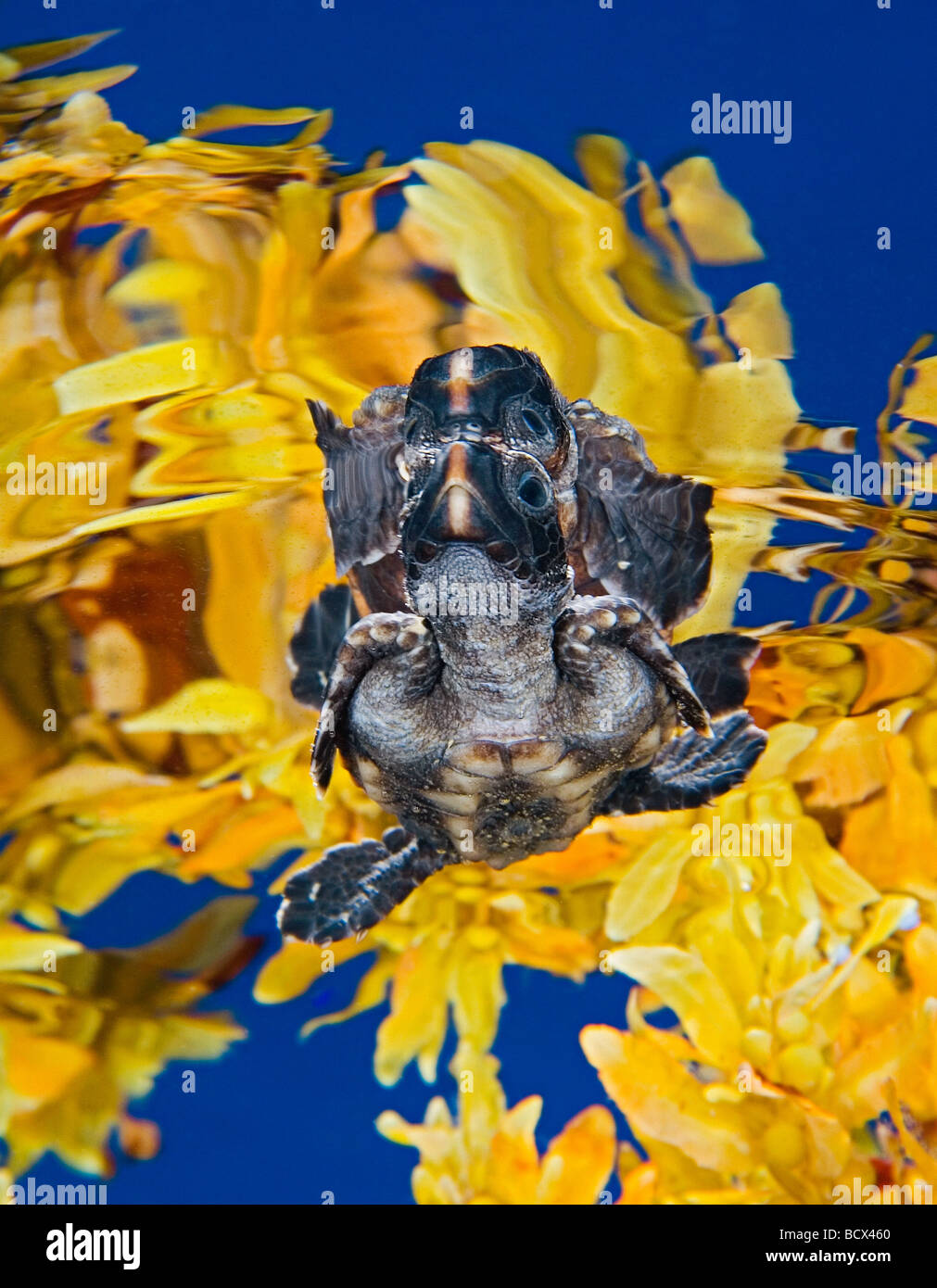 loggerhead sea turtle hatchling endangered species Caretta caretta ...