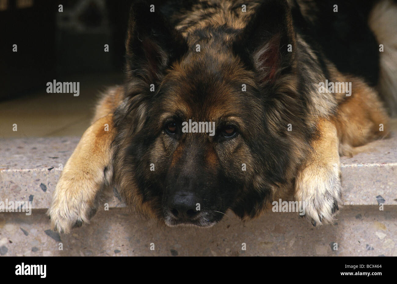 Adult old german shepherd hi-res stock photography and images - Alamy
