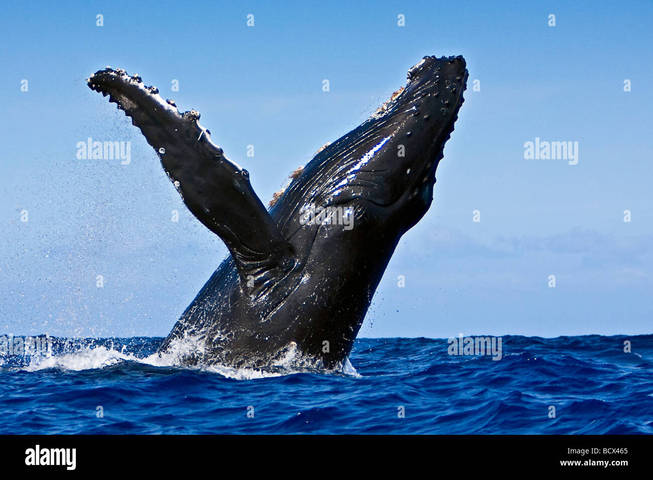 Breaching Humpback Whale Megaptera novaeangliae Pacific Ocean Hawaii ...