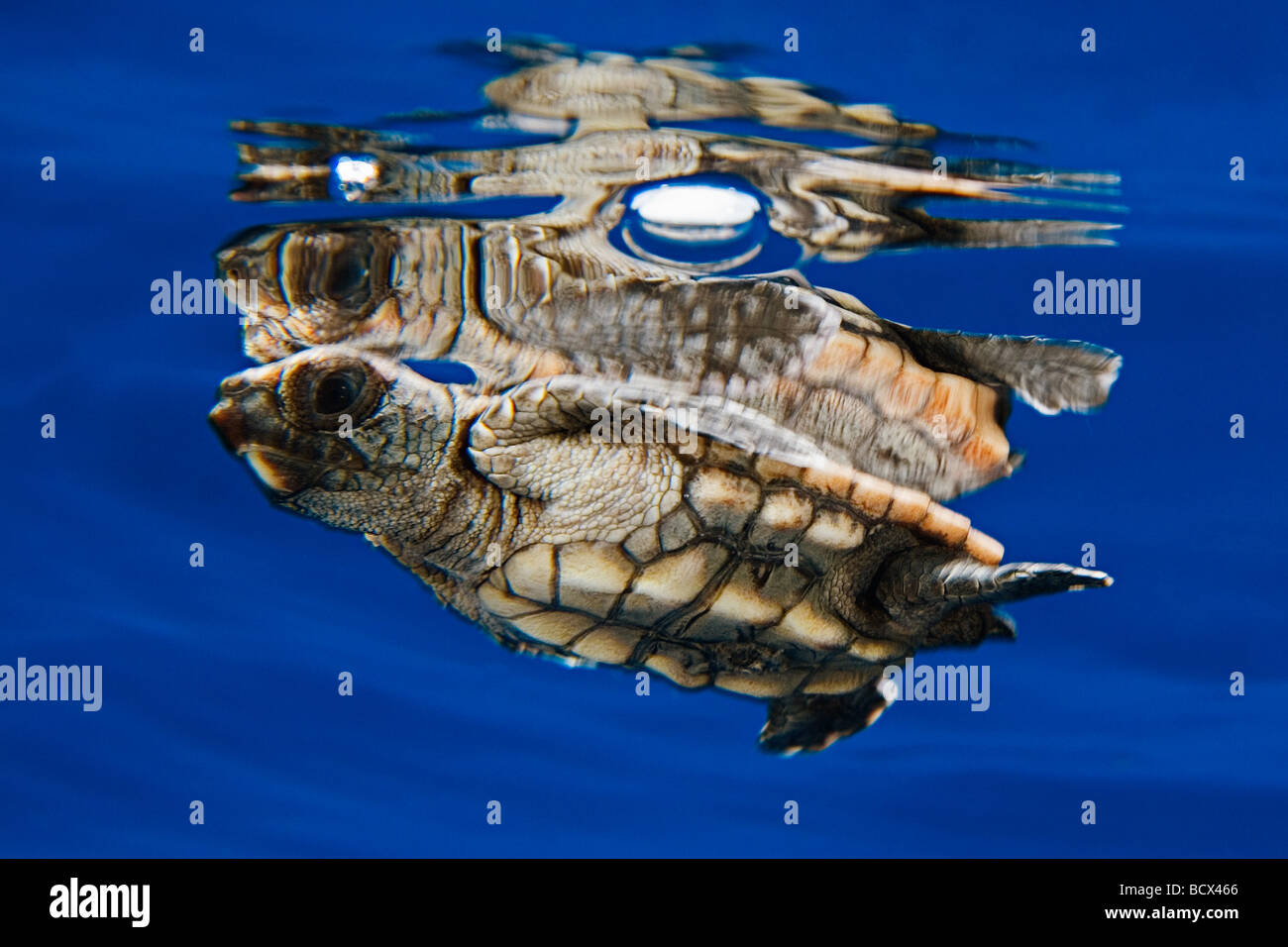 loggerhead sea turtle hatchling endangered species Caretta caretta ...