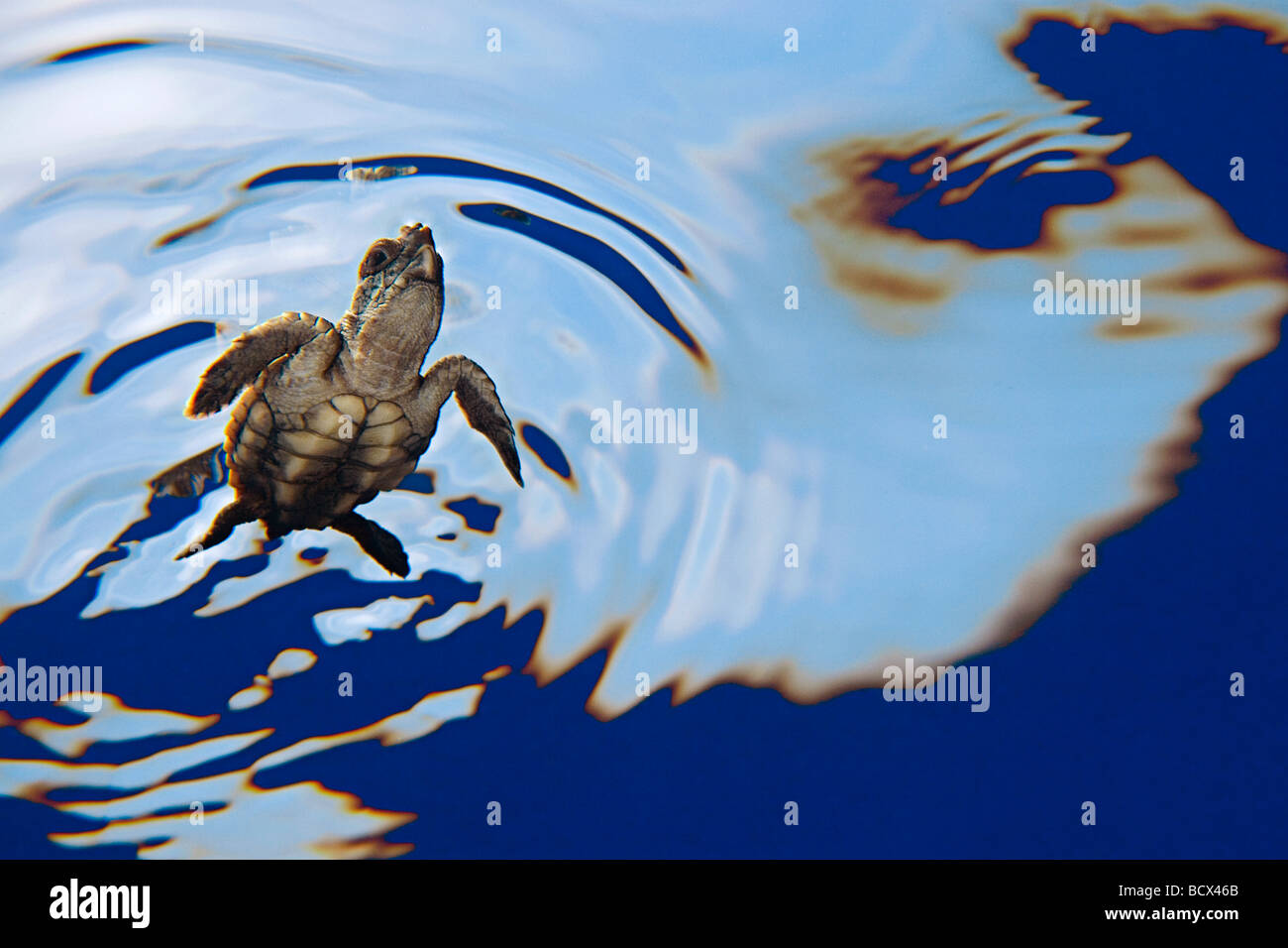 loggerhead sea turtle hatchling endangered species Caretta caretta ...