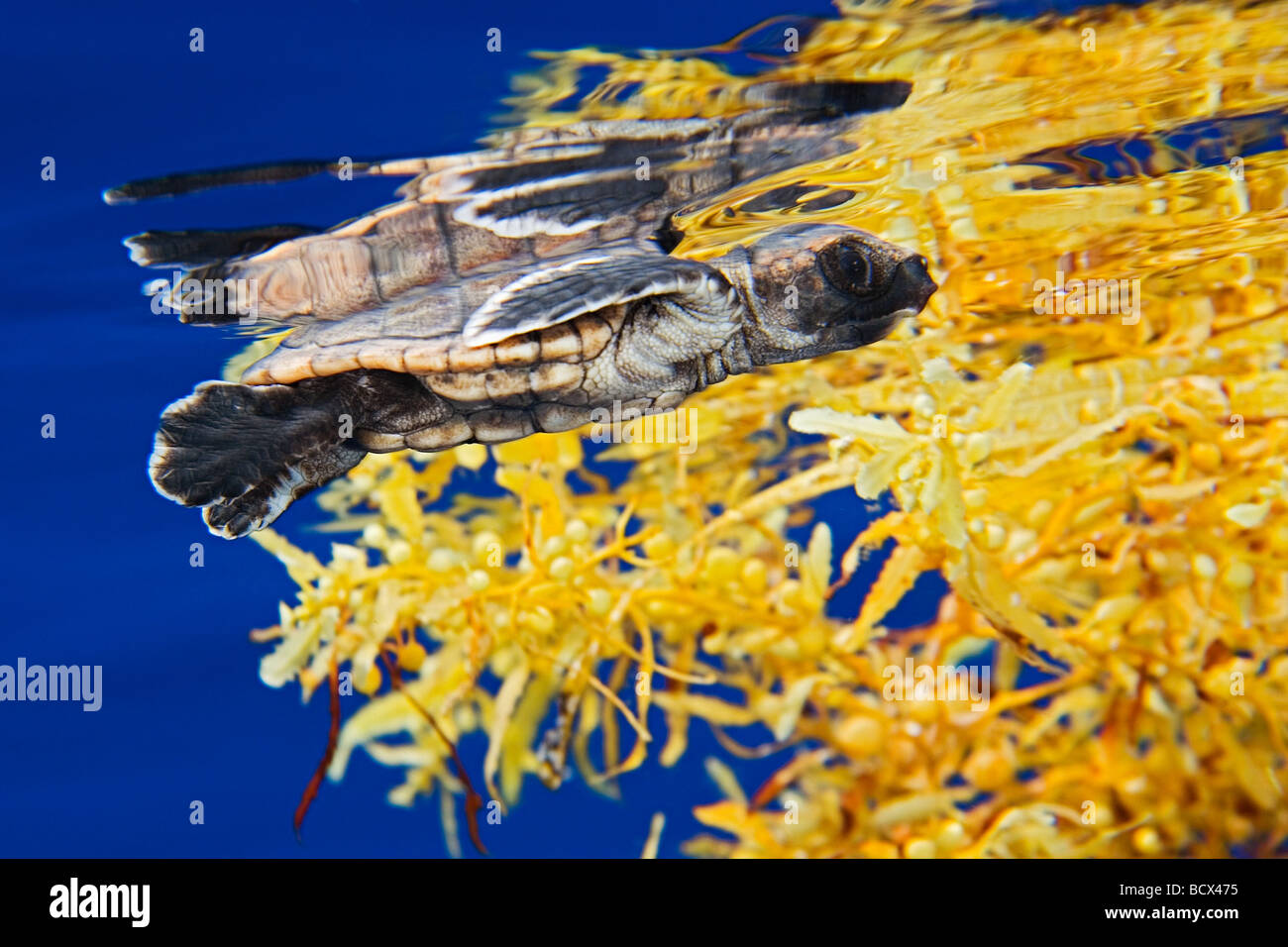 loggerhead sea turtle hatchling endangered species Caretta caretta ...