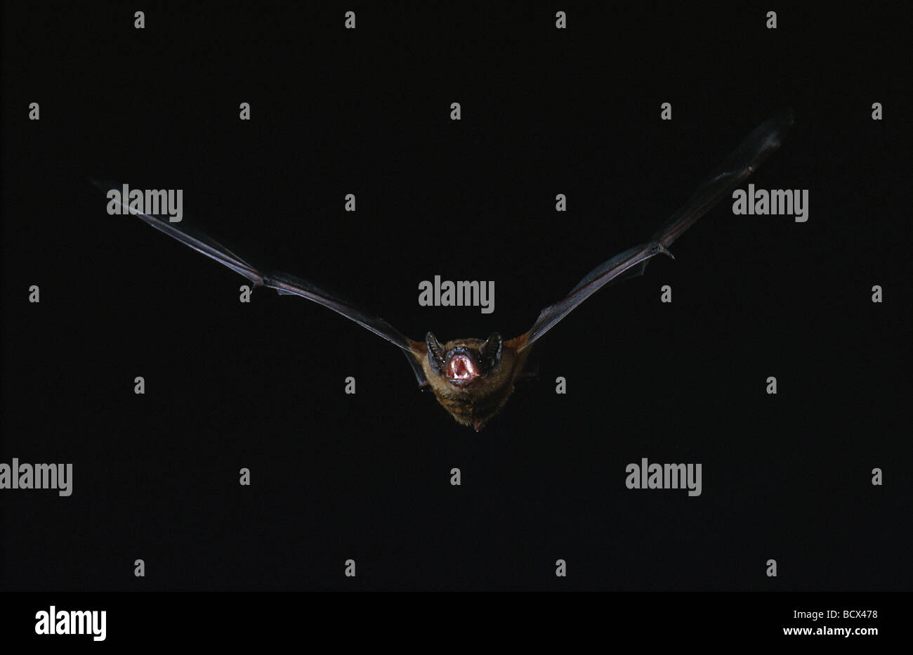 nyctalus spp. / noctule bat - flying Stock Photo - Alamy