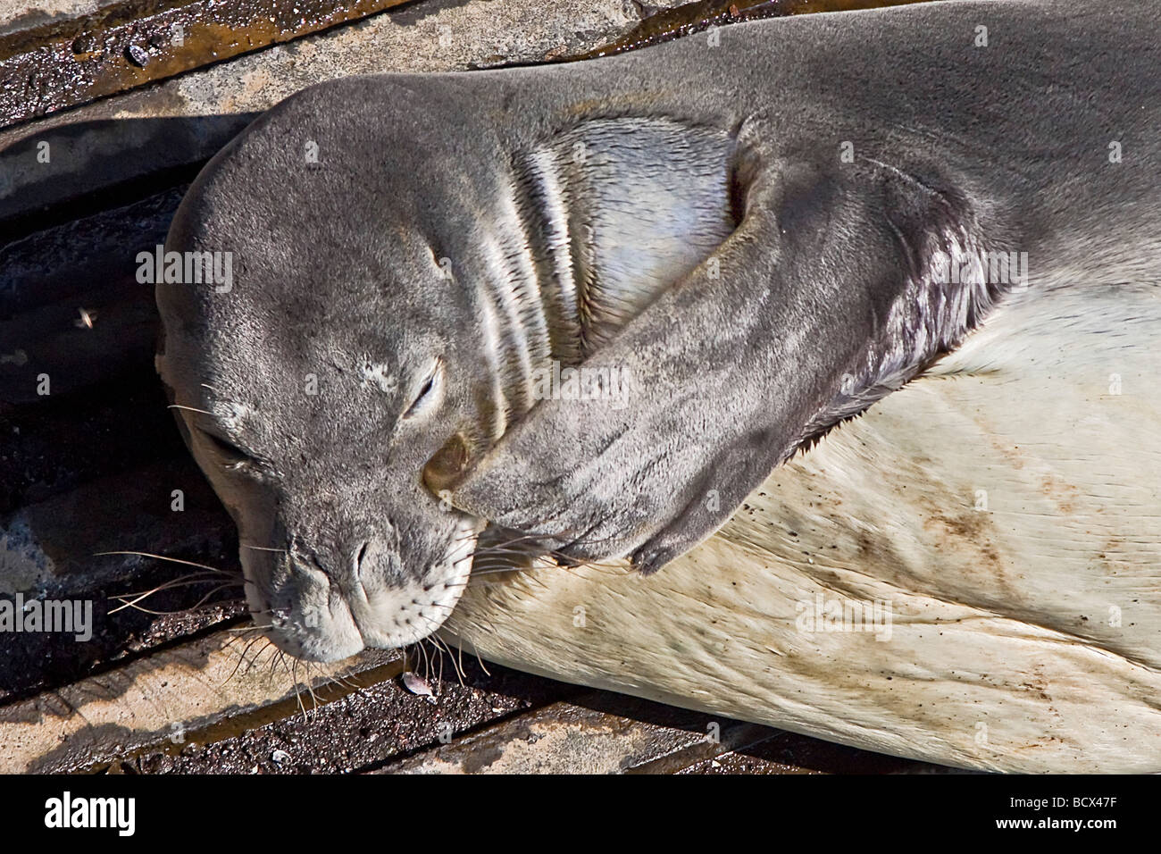 Hawaiian Monk Seal endemic and critically endangered Monachus ...