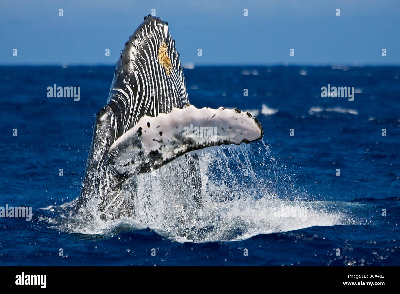 Breaching Humpback Whale Megaptera novaeangliae Pacific Ocean Hawaii ...