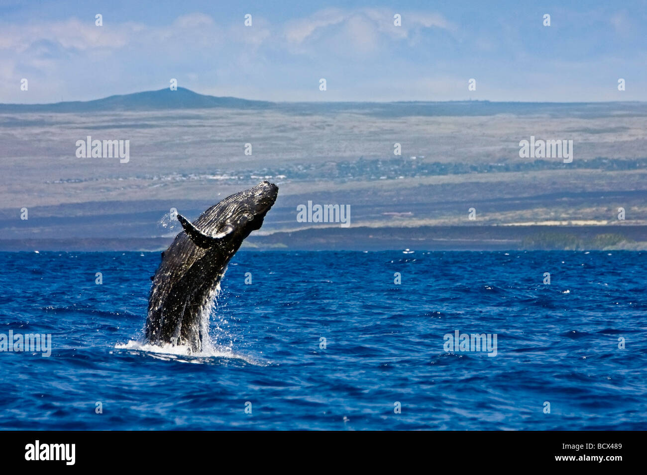 Breaching Humpback Whale Megaptera novaeangliae Pacific Ocean Hawaii ...