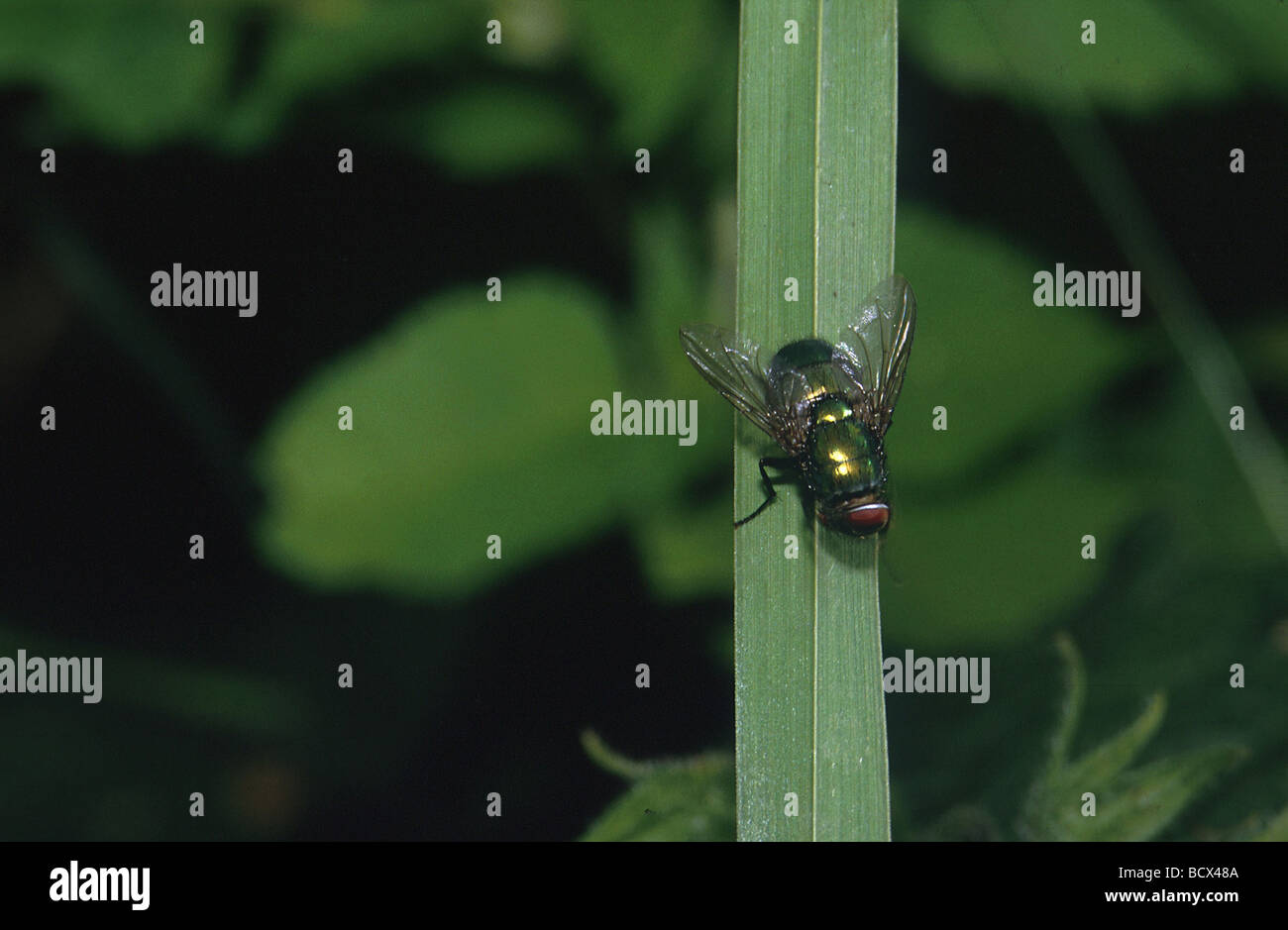 Lucilia spp. / greenbottle - on a blade Stock Photo - Alamy