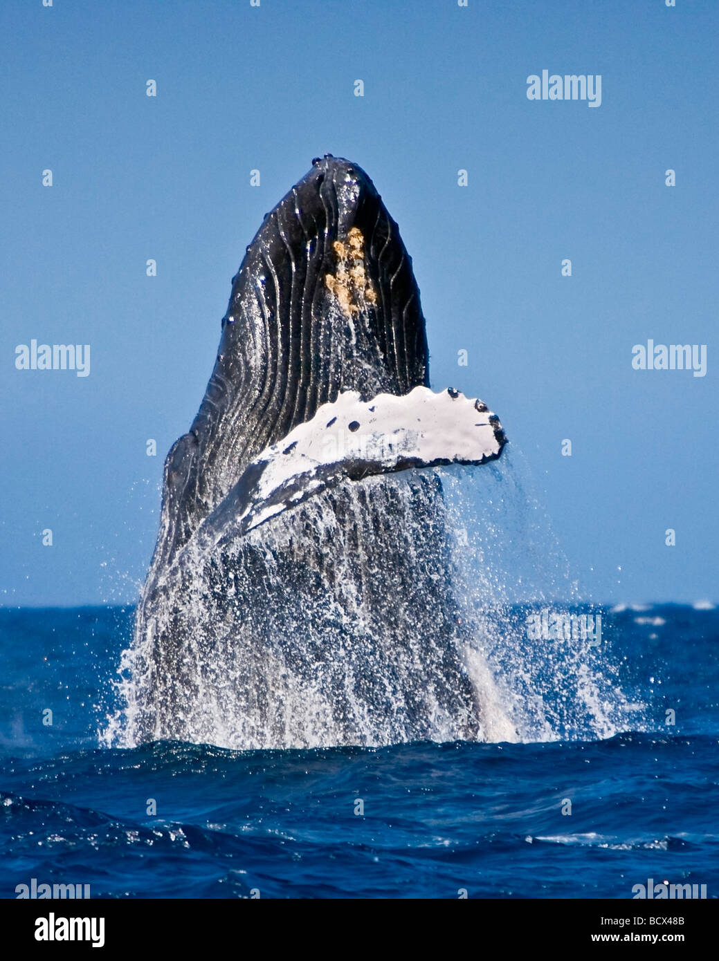 Breaching Humpback Whale Megaptera novaeangliae Pacific Ocean Hawaii ...