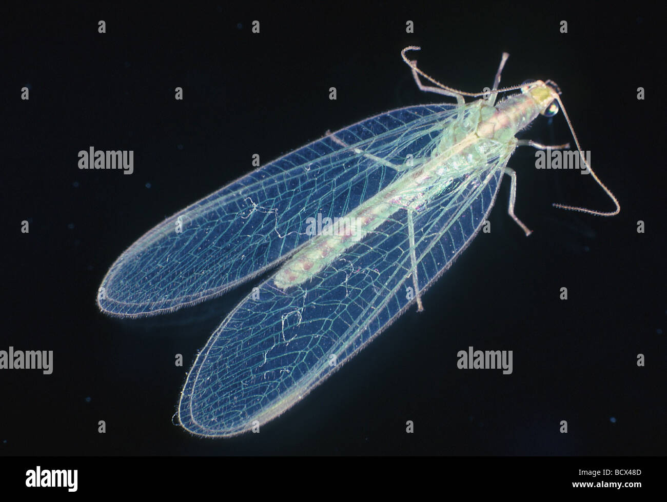 Chrysopa carnea hi-res stock photography and images - Alamy