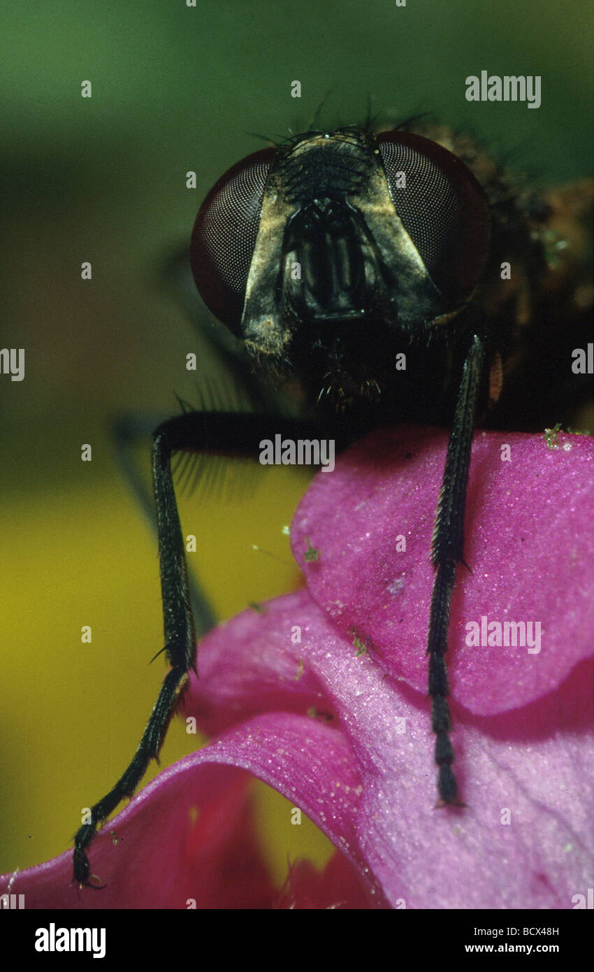 Magnified fly hi-res stock photography and images - Alamy
