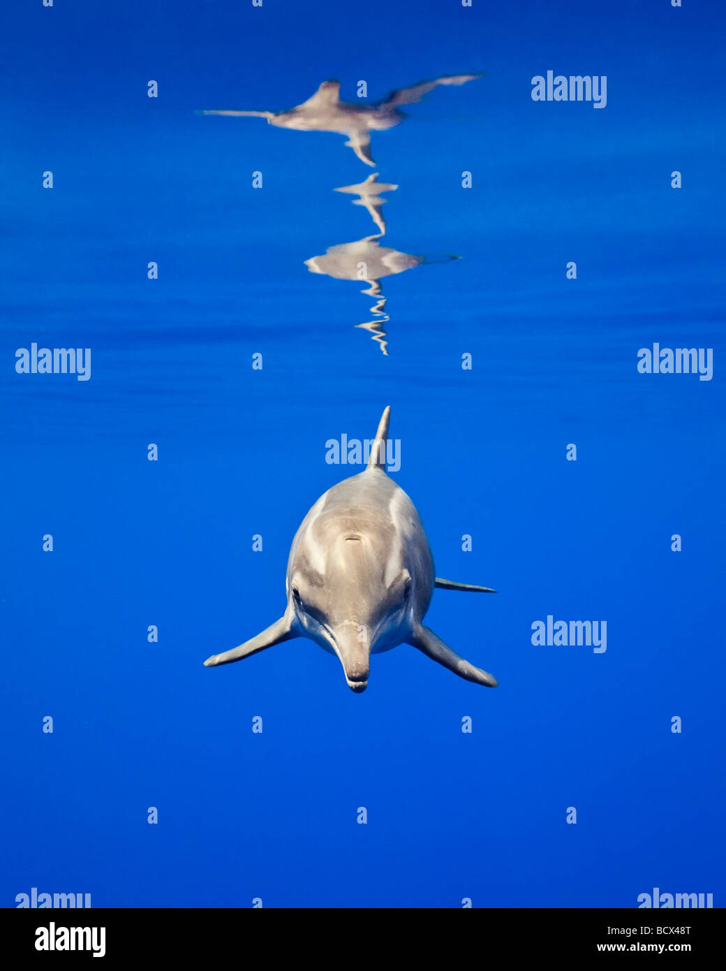 Rough toothed Dolphin Steno bredanensis Pacific Ocean Hawaii USA Stock ...