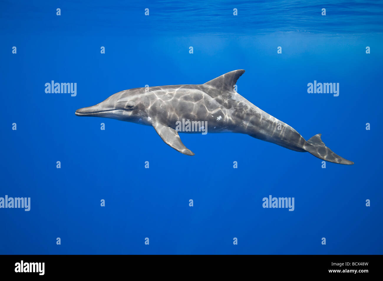 Rough toothed Dolphin Steno bredanensis Pacific Ocean Hawaii USA Stock ...
