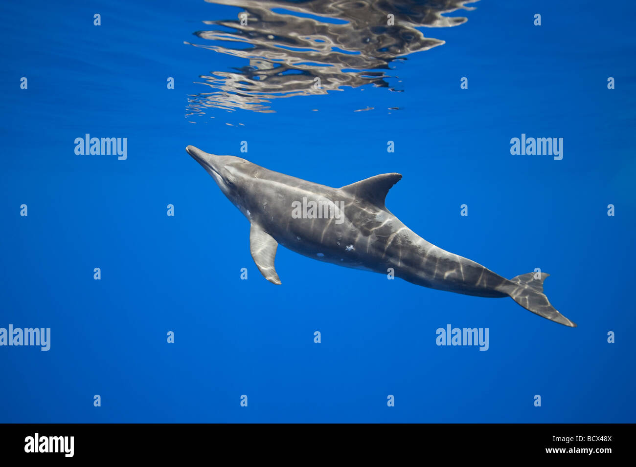 Rough toothed Dolphin Steno bredanensis Pacific Ocean Hawaii USA Stock ...
