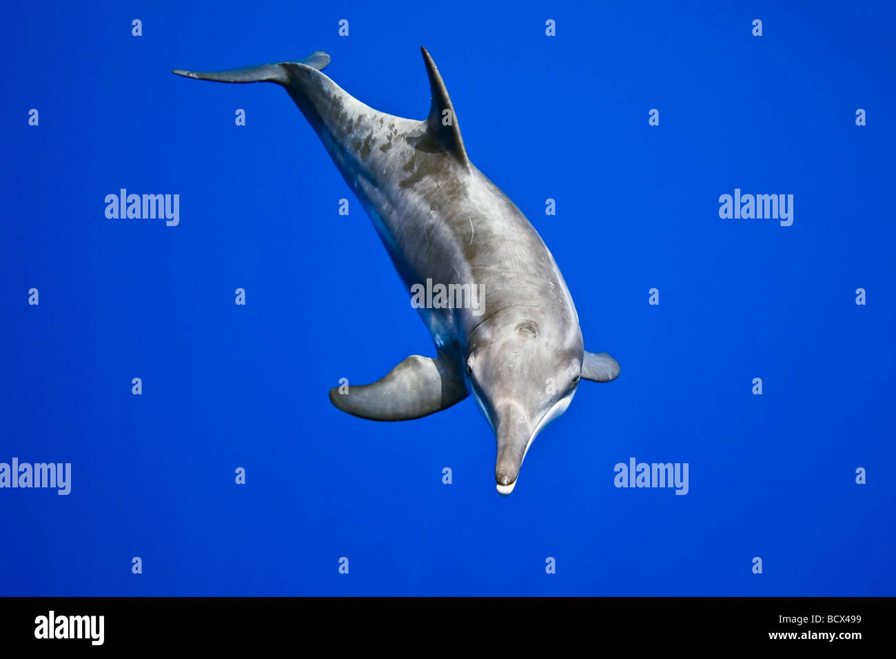 Rough toothed Dolphin Steno bredanensis Pacific Ocean Hawaii USA Stock ...
