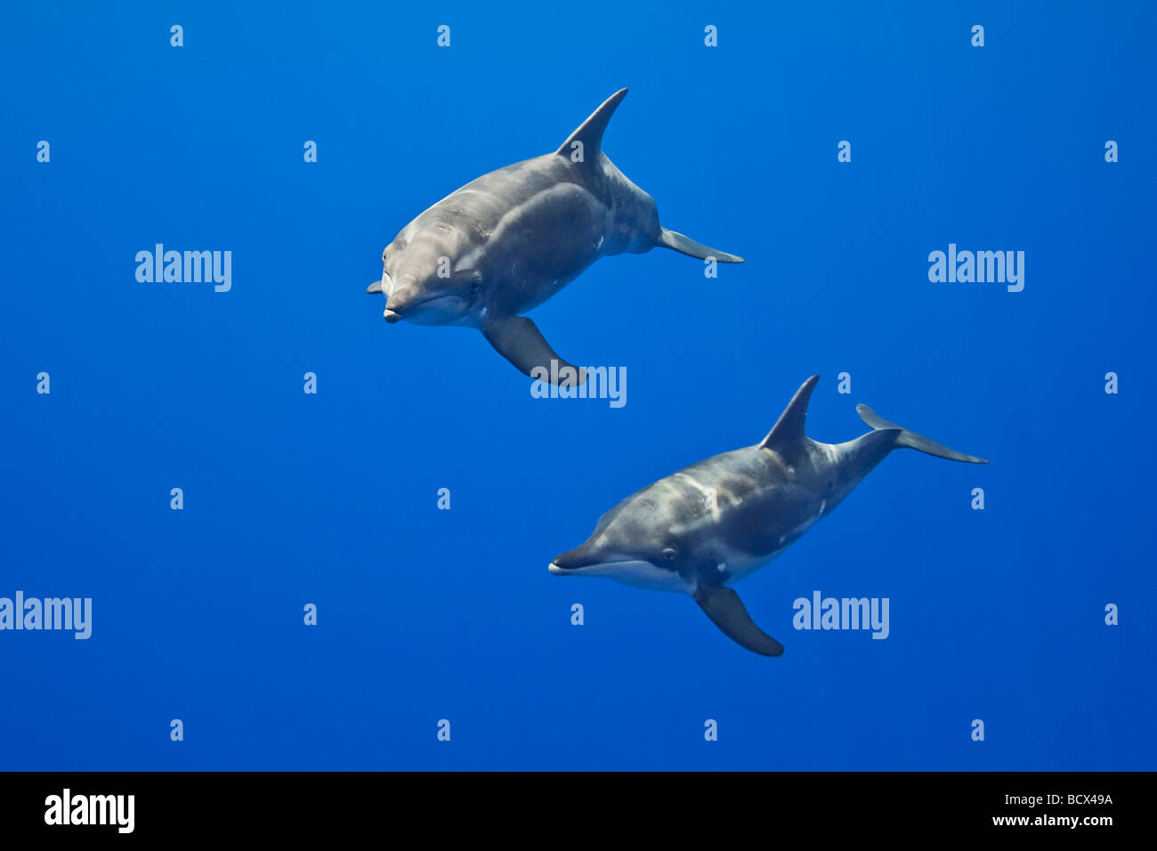 Rough toothed dolphin steno bredanensis hi-res stock photography and ...