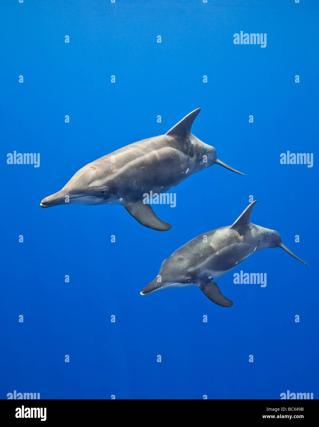 Rough-toothed Dolphin, Steno bredanensis, Pacific Ocean, Hawaii, USA ...