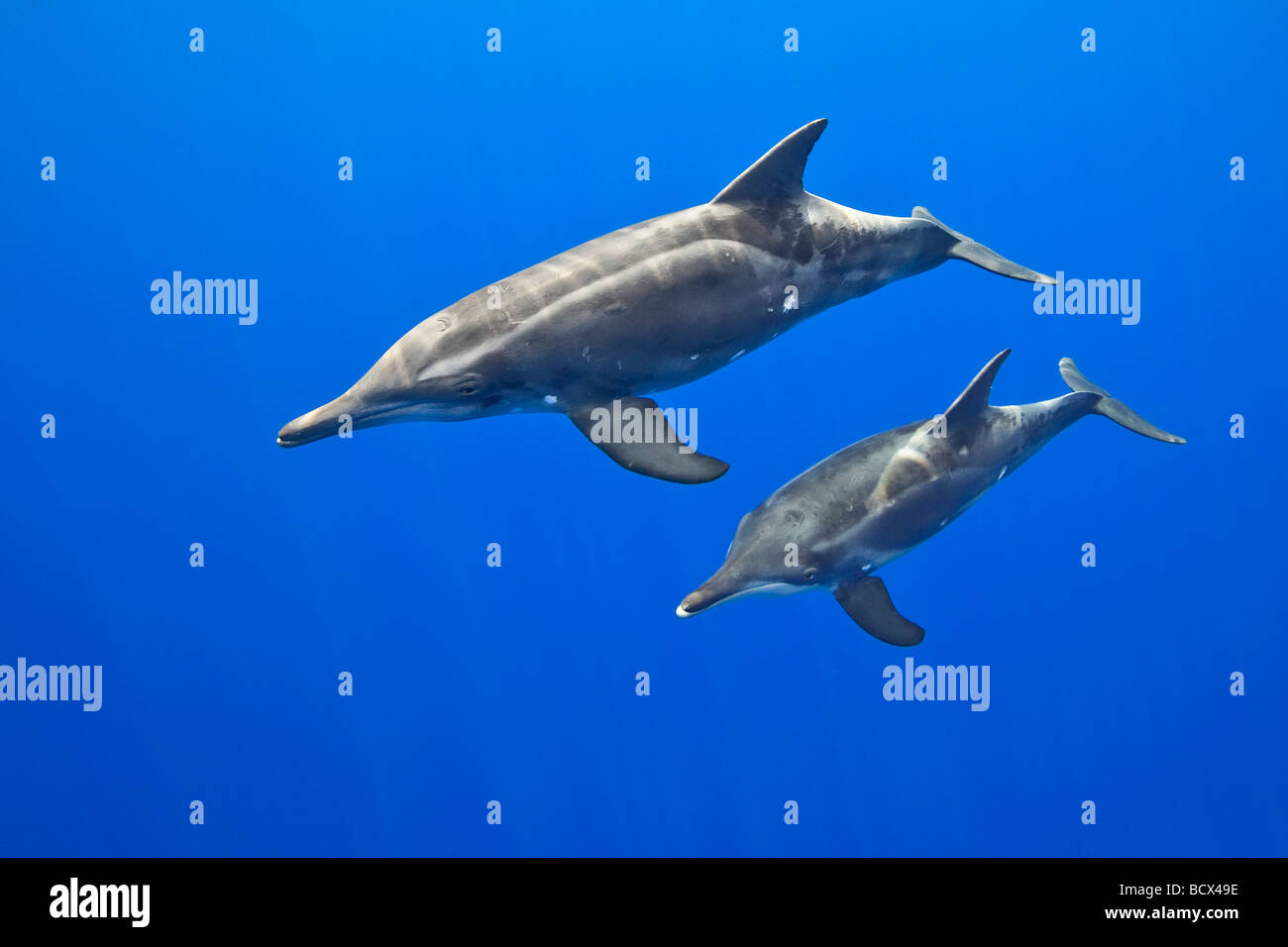 Rough-toothed Dolphin, Steno bredanensis, Pacific Ocean, Hawaii, USA ...