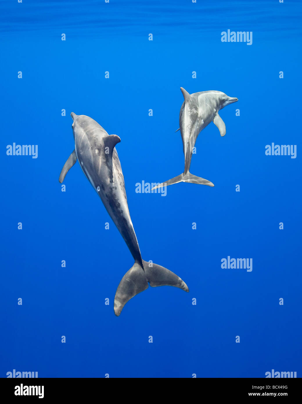 Rough-toothed Dolphin, Steno bredanensis, Pacific Ocean, Hawaii, USA ...
