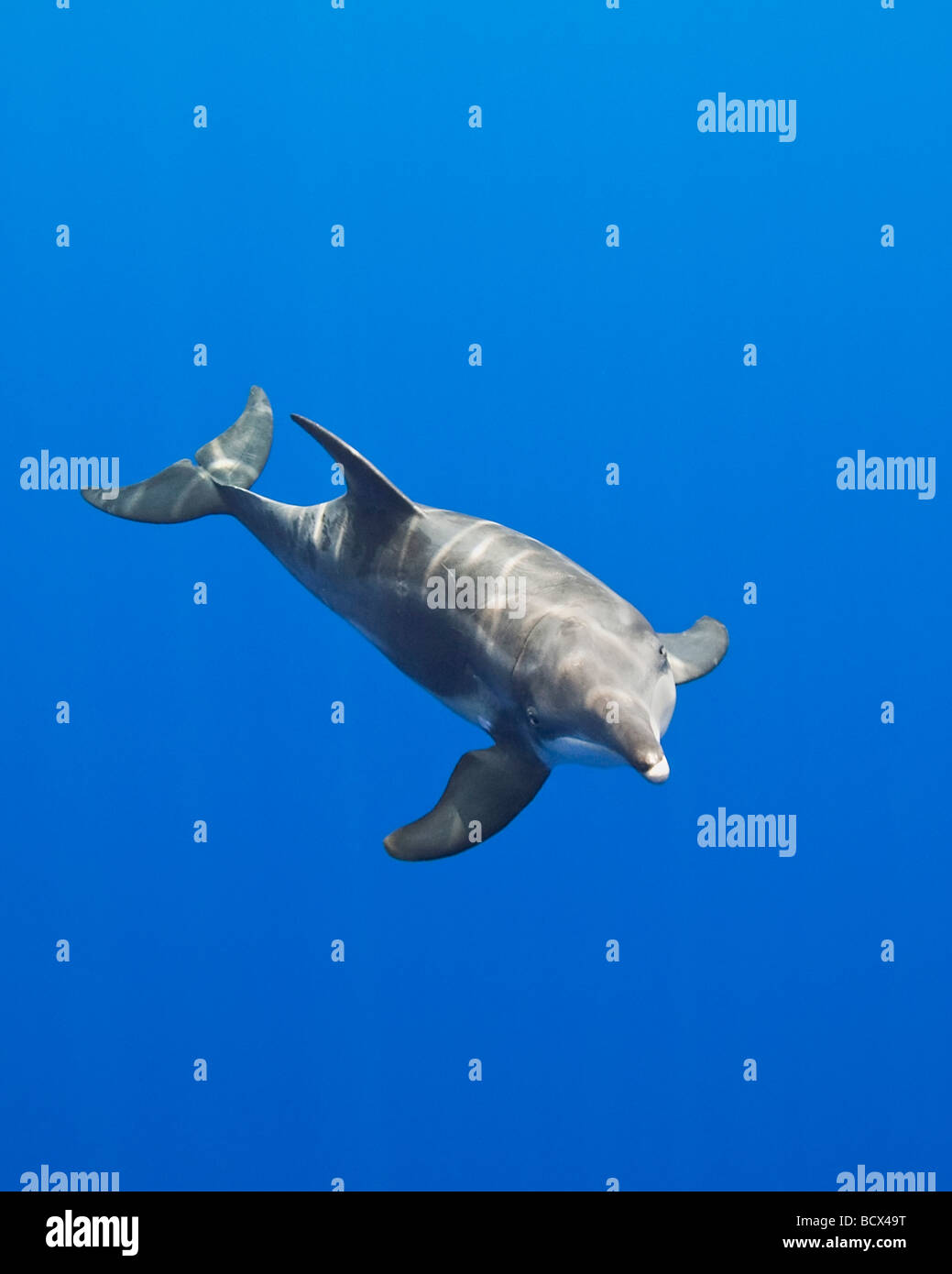 Rough-toothed Dolphin, Steno bredanensis, Pacific Ocean, Hawaii, USA ...