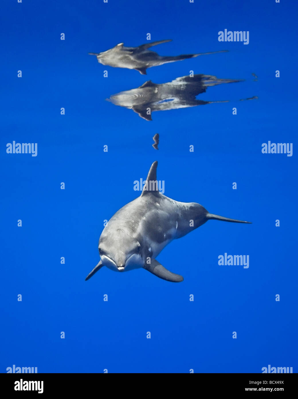 Rough toothed dolphin steno bredanensis hi-res stock photography and ...