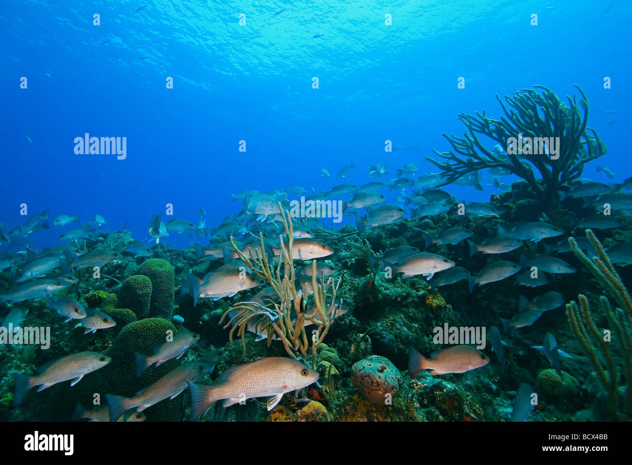 Schooling Gray Snappers over coral reef Lutjanus griseus West End ...