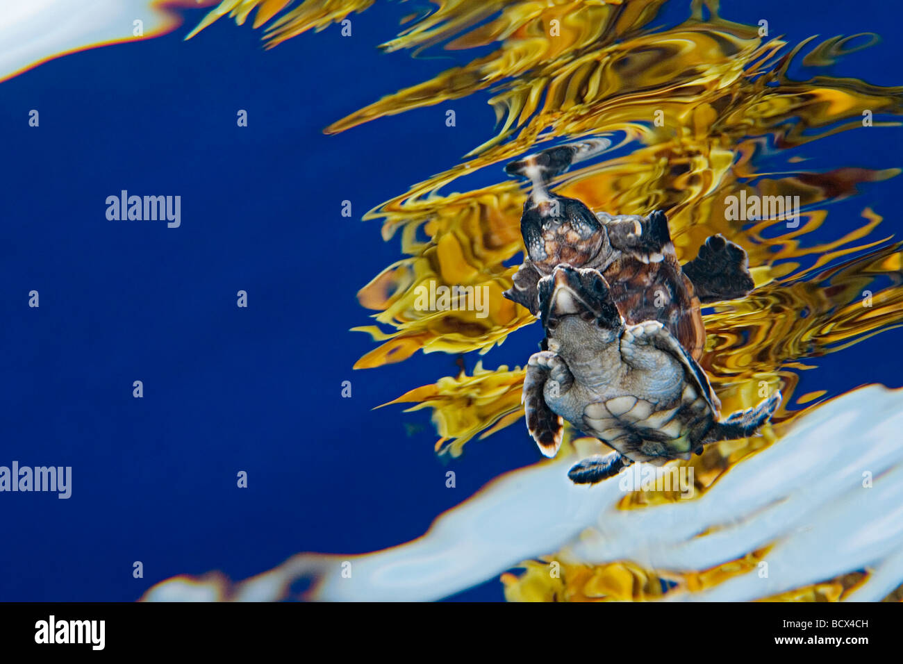 loggerhead turtle hatchlings Caretta caretta Sargassum Juno Beach ...